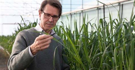 Devastating Fungal Pathogen In Plant Researchers Sights Farm Online ACT