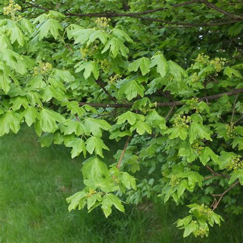 Field Maple Acer Campestre Celtic Wildflowers