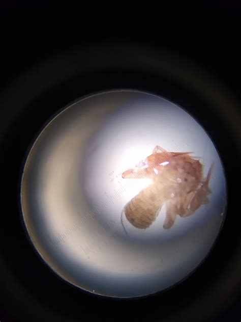 What Is This Flea Sized Scorpion Bug R Bugidentification