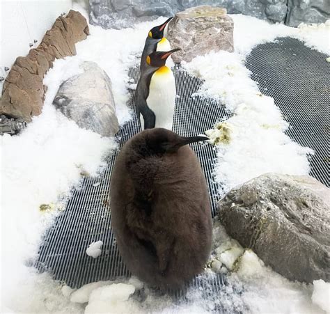Massive 50 Lb King Penguin Chick Pesto Becomes A Surprise Global Star