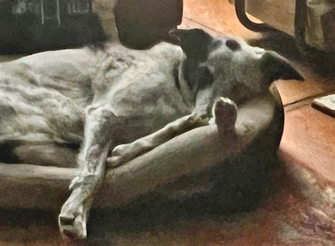 Fate Visualization 1 Bedlam Farm