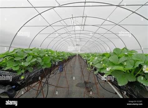 Greenhouse Growing Strawberries Using Hydroponics Technique Mineral
