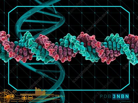 B Dna Molecule Stock Image C035 8698 Science Photo Library