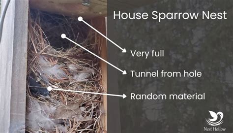 House Sparrow Nests