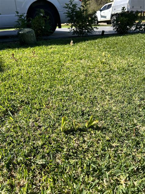 Killing Plants But Not Grass Rgardening