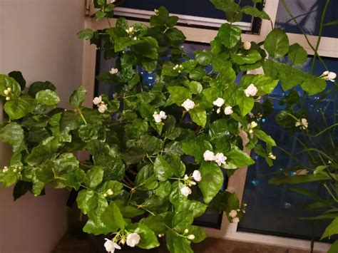 花卉知识分享茉莉花VS栀子花你了解它们的区别吗 发财农业网