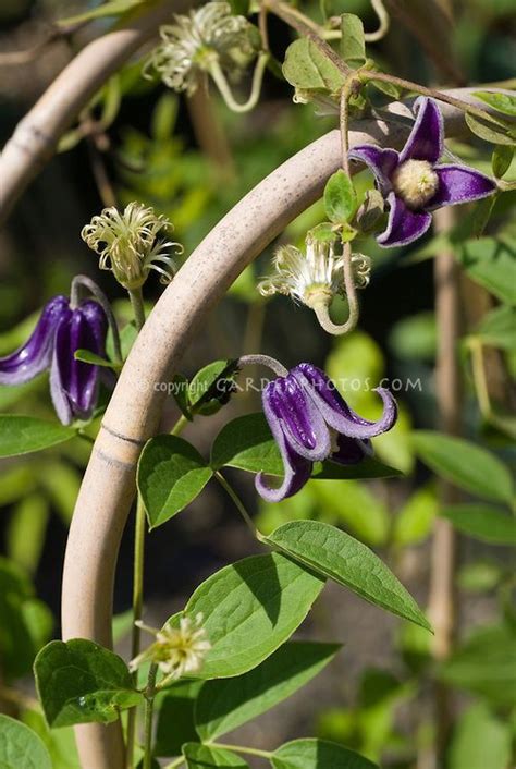 Beautiful Fascination Clematis Climbing Vine In Full Bloom