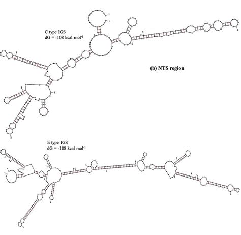 Predicted Secondary Structures Of A Tts And Adjacent Region Region