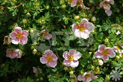 Лапчатка кустарниковая Pink | Декоративные растения, кустарники в ...