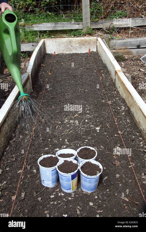 Planting Pregerminated Parsnip Seeds Step12 Water The Bed Using A Rose