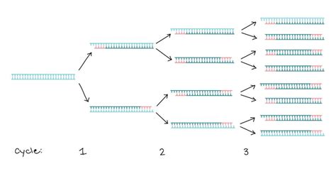 Multiplex PCR And Infectious Disease Diagnosis QuantuMDx