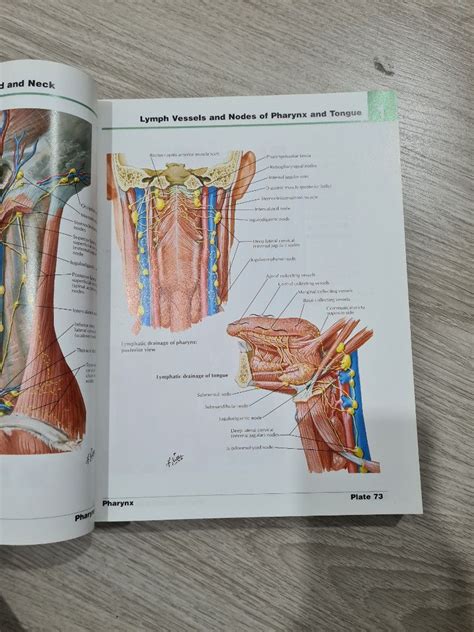 Netters Atlas Of Human Anatomy 4th Edition Hobbies And Toys Books