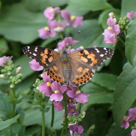 Painted Lady On Unidentified Flower Vanessa Cardui On Unid Flickr