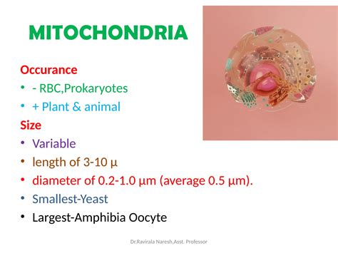 MITOCHONDRIA STRUCTURE AND FUNCTIONS | PPT