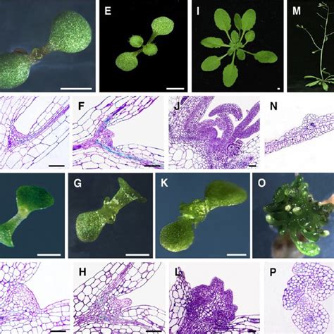 PDF Mutation Of Arabidopsis BARD1 Causes Meristem Defects By Failing