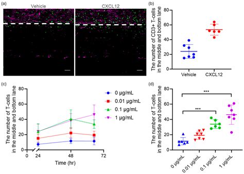Modeling Of Bloodbrain Barrier Bbb Dysfunction And Immune Cell