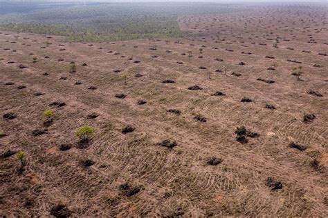 Carrera Por Salvar La Amazonía Deja De Lado Sabana Brasileña