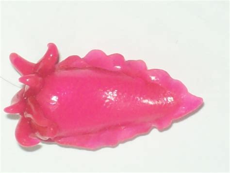 Miniature Pink Cuttlefish By Sculpt Renaissance On Deviantart