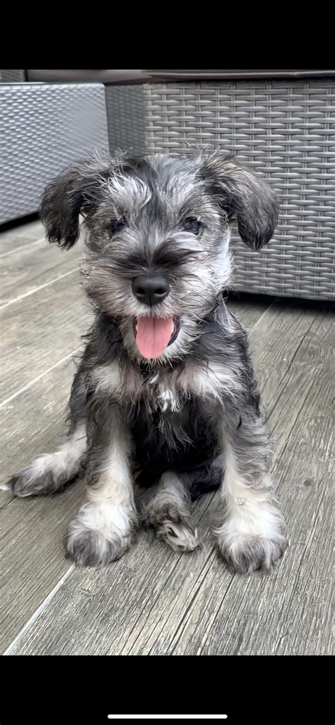 Meet Lizzie Scrolller