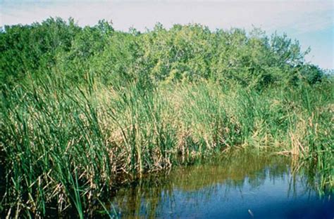 Free Picture Everglades National Park Florida