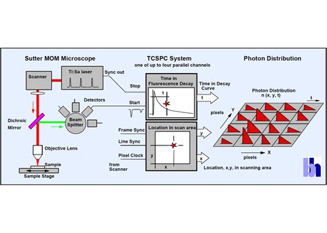 Flim System For Sutter Mom Microscopes Becker And Hickl Gmbh