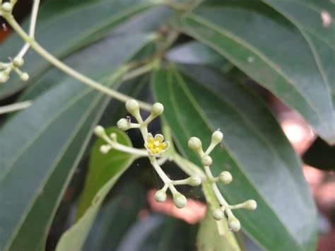 Cinnamomum verum (Cultivated) – eFlora of India