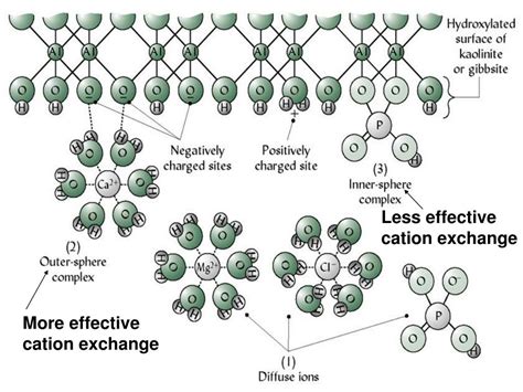 PPT Soil Colloids And Cation Exchange Capacity PowerPoint Presentation ID