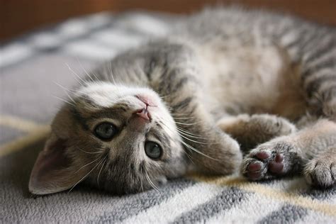 3 Ways To Calm Your Anxious Cat Bechewy