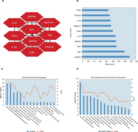 Identification Of Key Genes And Pathways Using Bioinformatics Analysis