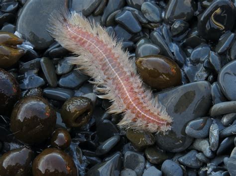 Chloeia Inermis Polychaetes Worms Of Nz · Inaturalist