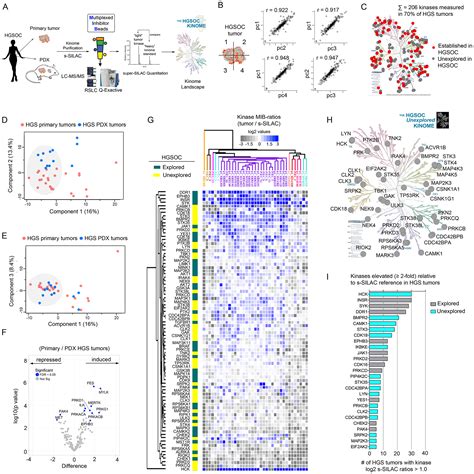 Functional Proteomics Interrogation Of The Kinome Identifies Mrcka As A