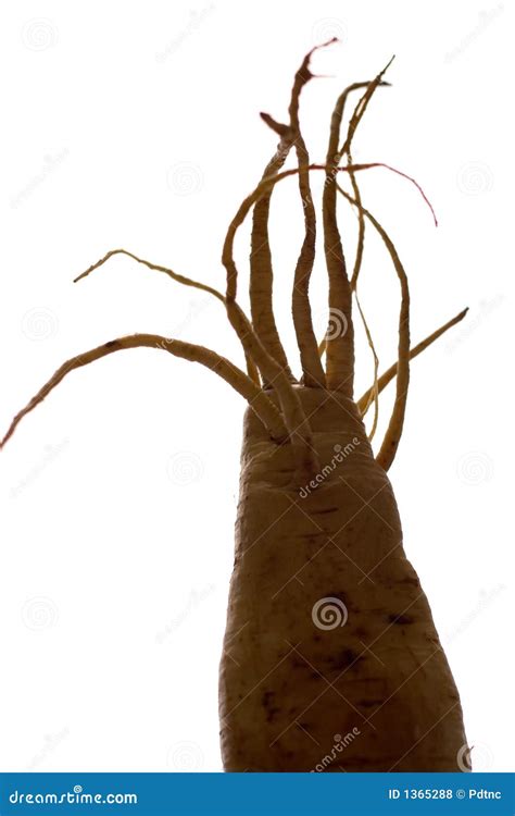 Freaky Parsnip Roots Picture Image 1365288