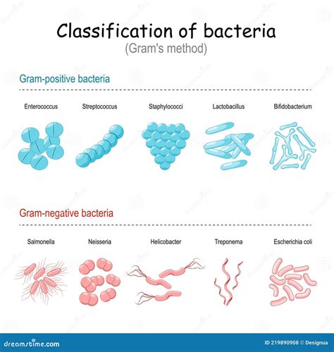 Classification Of Cocci Bacteria Infographics Vector Illustration