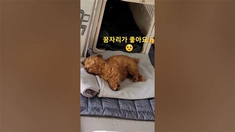 바다건너 서울가는 꿈💛 강아지 토이푸들 아기 훈남 Asmr 고양이 알고리즘 노바 Shortvideo 감성