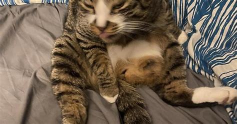 Cat Derp Album On Imgur
