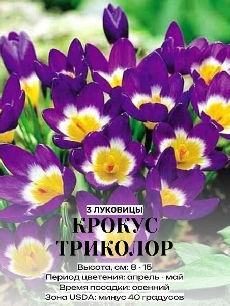 Луковицы Крокус купить по выгодной цене в интернет-магазине OZON ...