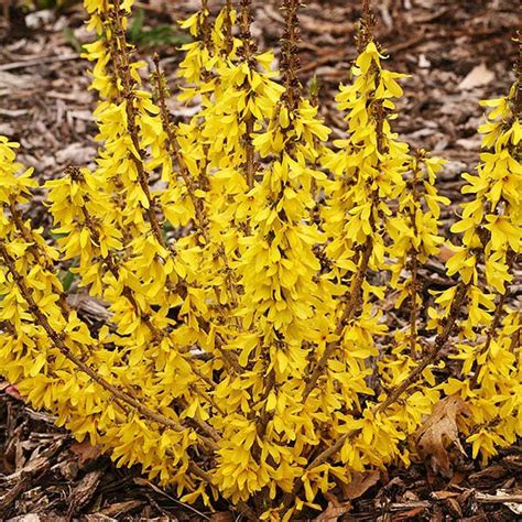 17 Best Images About Trees Leaves And Grasses On Pinterest Trees Bonsai Trees And Grasses