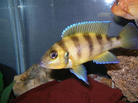 10 Types Of Colorful African Cichlids Aquanswers