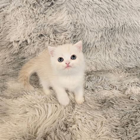 브숏분양 브리티시숏헤어분양 고양이분양 고양이무료분양 고양이책임분양 아메리칸숏헤어분양 러시안블루분양 먼치킨분양 스코티시폴드분양 부천고양이분양 일산고양이분양 목동고양이분양 화곡