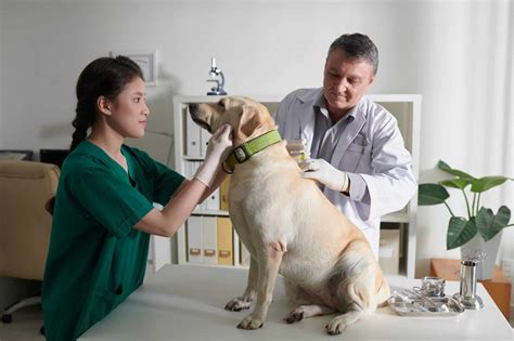 Top Questions To Ask Your Vet During Your Pets Annual Visit Caring