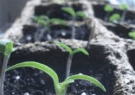 How To Feed Tomato Seedlings After Picking Healthy Food Near Me