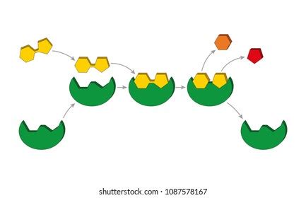 127 Lock Key Model Enzyme Images Stock Photos 3D Objects Vectors