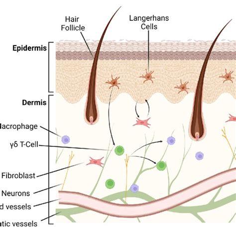 Illustration Of Skin Components And Their Cell Distribution Download Scientific Diagram