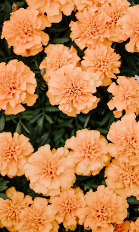 Peach Flowers Wallpaper