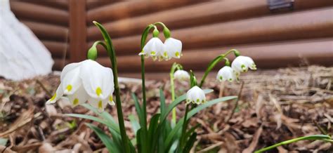 Рожева клавіатура On Twitter Крокуси печіночниця білоцвіт