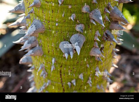 The Trunk Of A Tree Is Covered With Hard Thorns Nature Is Protected From External Threats Stock