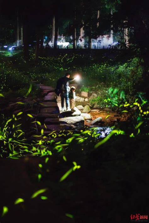 白天也能看萤火虫了下月免费开放 天台山 景区 成都