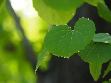 カツラの剪定剪定時期開花時期はいつ特徴や花言葉も