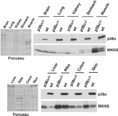 Up Regulation Of Mkk6 Protein In P38 ␣ Knockout Mice The Indicated