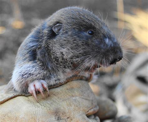 Mazama Gopher Up Close The Mazama Pocket Gopher Thomomys … Flickr